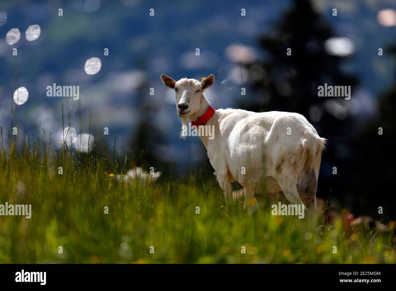 Goat farm in the french Alps. France Stock Photo - Alamy