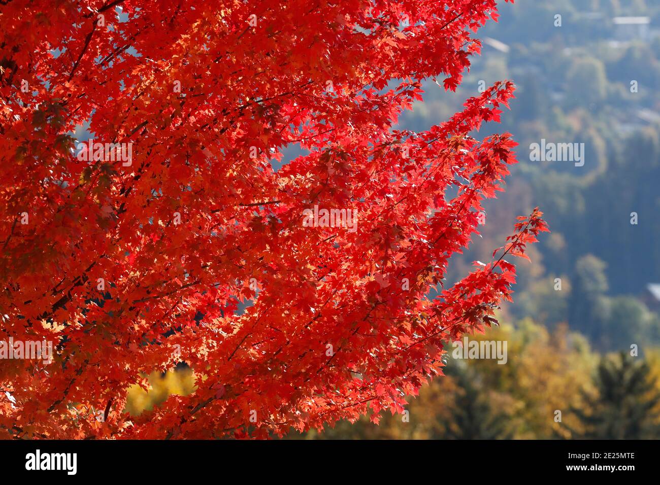 Maple tree with red-coloured autumn leaves. France Stock Photo - Alamy