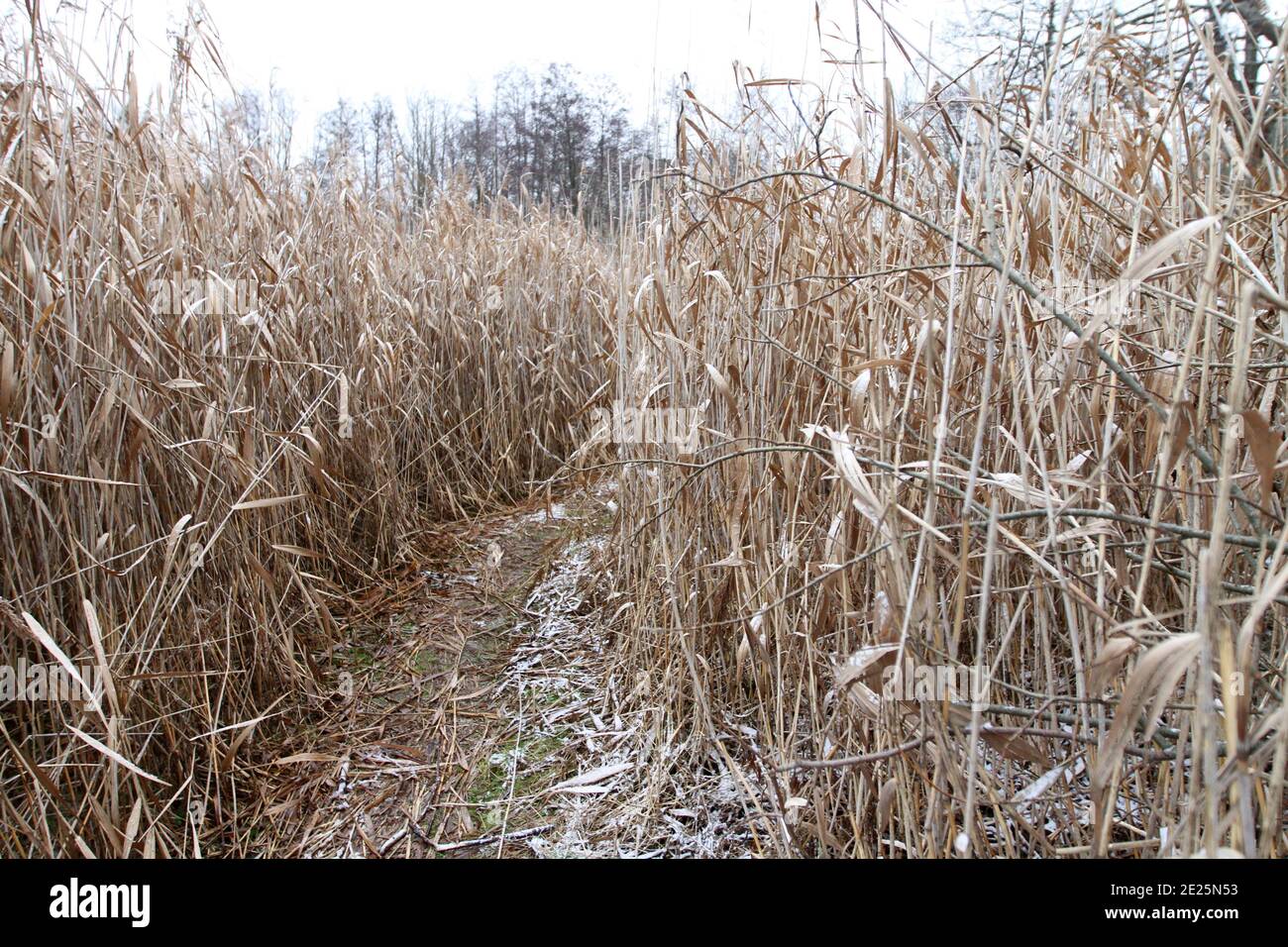 Strausberg, Germany. 11th Jan, 2021. Winter landscape in Märkisch ...
