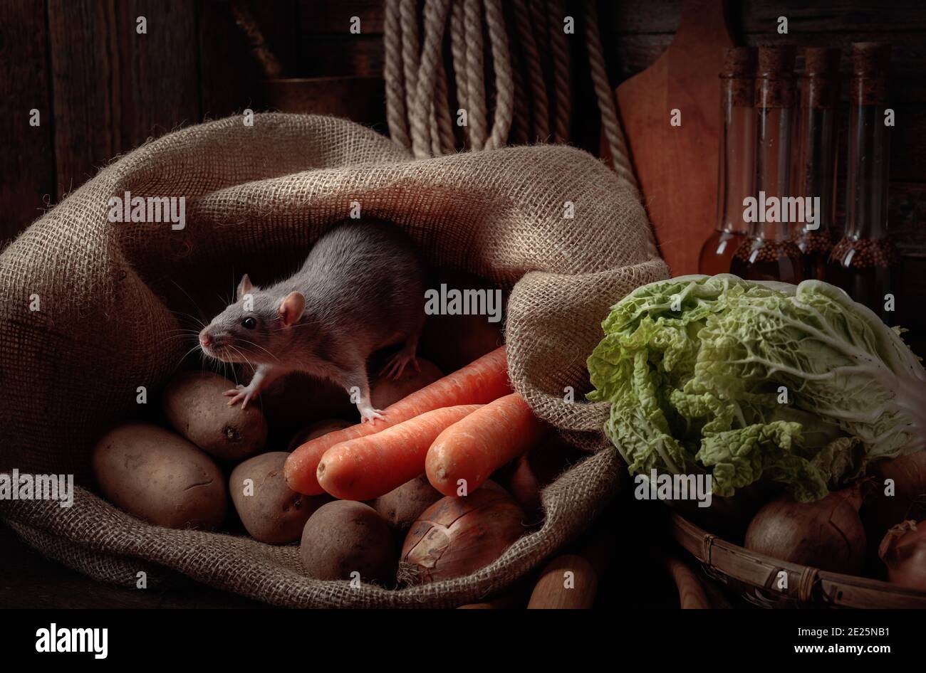 Rat in the barn with vegetables and kitchen utensils Stock Photo - Alamy