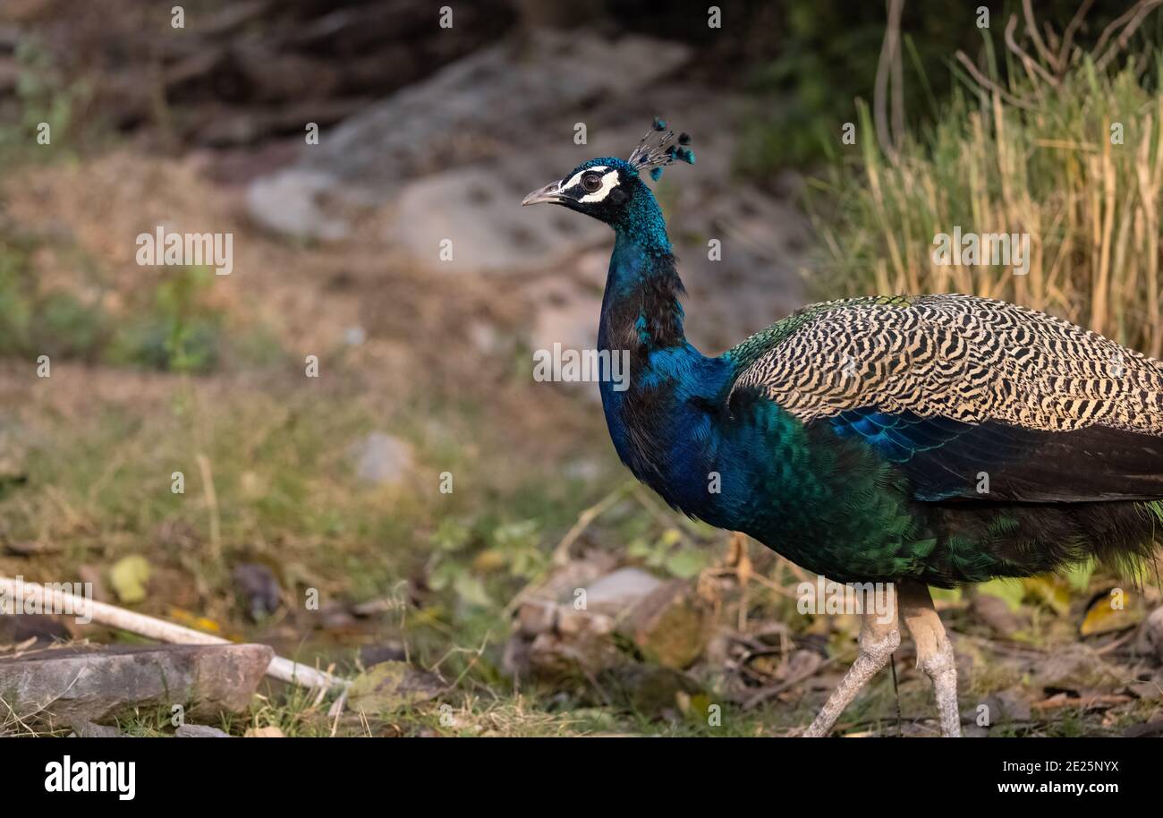 Indian Peafowl (Pavo cristatus) in the natural habitat of forest ...