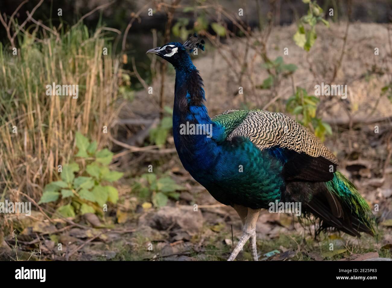 Indian Peafowl (Pavo cristatus) in the natural habitat of forest ...