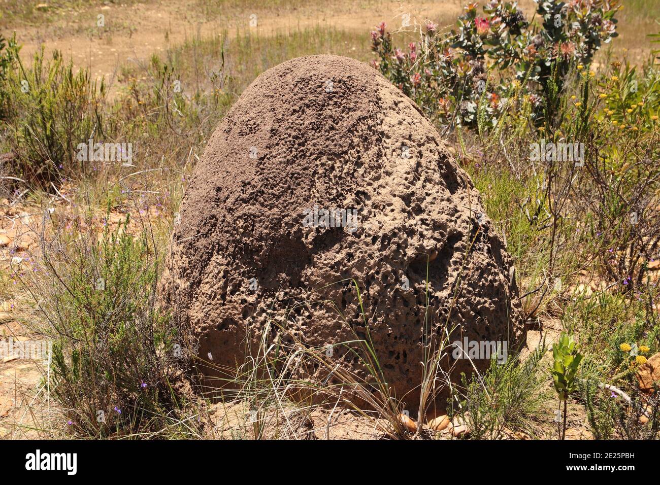 View of a huge anthill in on a dried grassland Stock Photo - Alamy