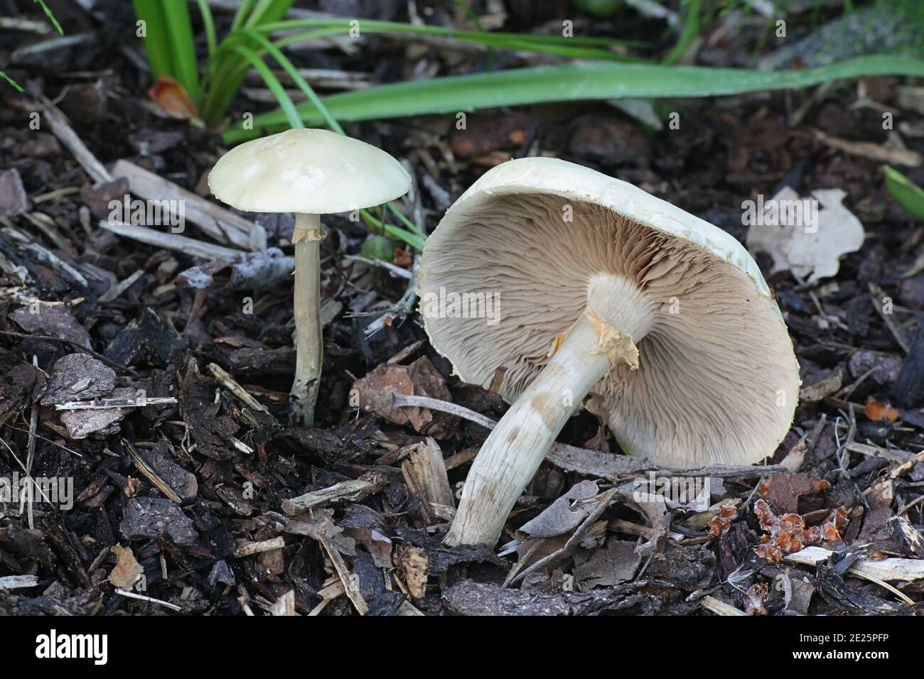 Agrocybe praecox complex hi-res stock photography and images - Alamy