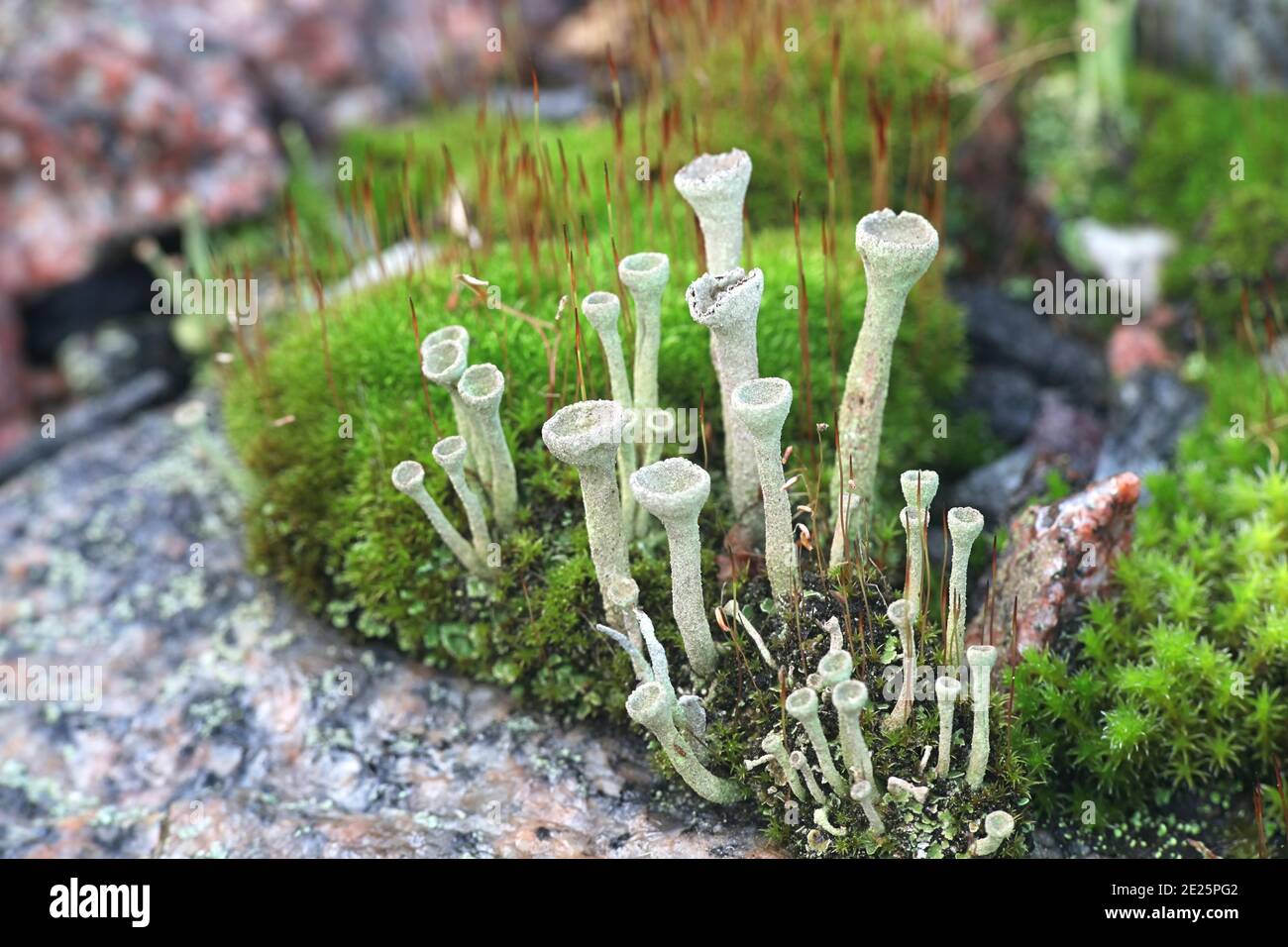 Cladonia fimbriata, commonly known as trumpet lichen Stock Photo - Alamy