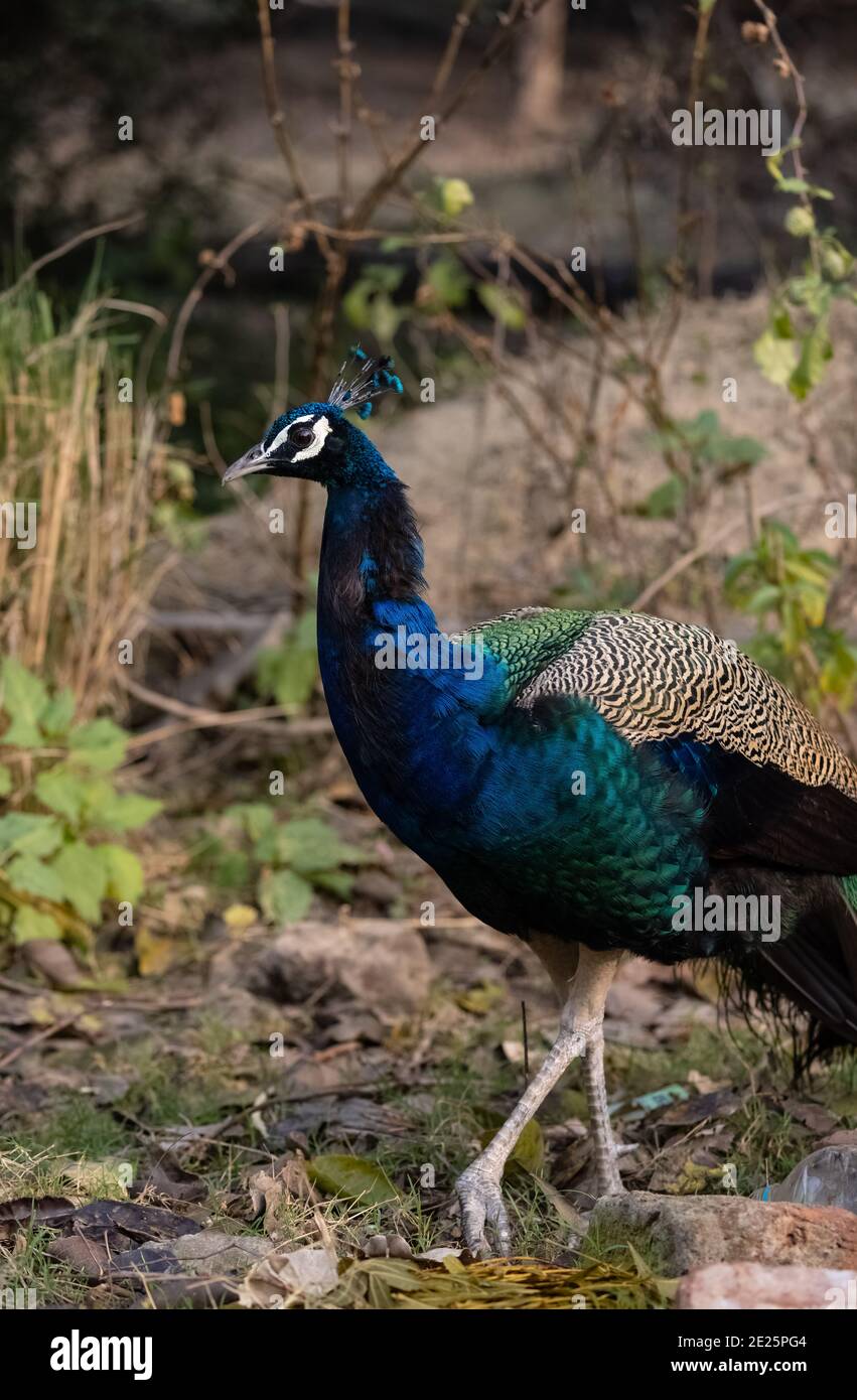 Indian Peafowl (Pavo cristatus) in the natural habitat of forest ...