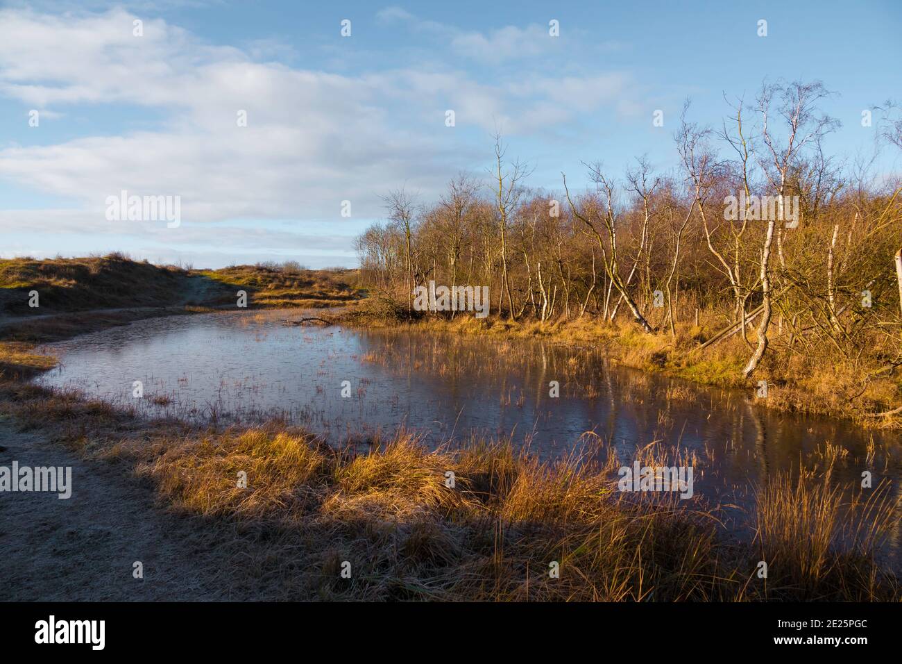 winter nature with trees and frozen pond Stock Photo - Alamy
