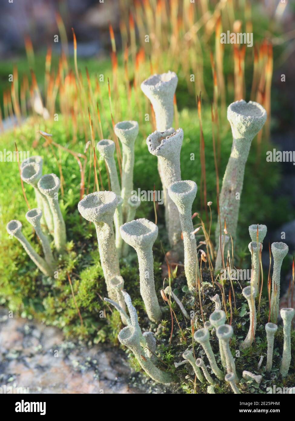 Cladonia fimbriata, commonly known as trumpet lichen Stock Photo - Alamy
