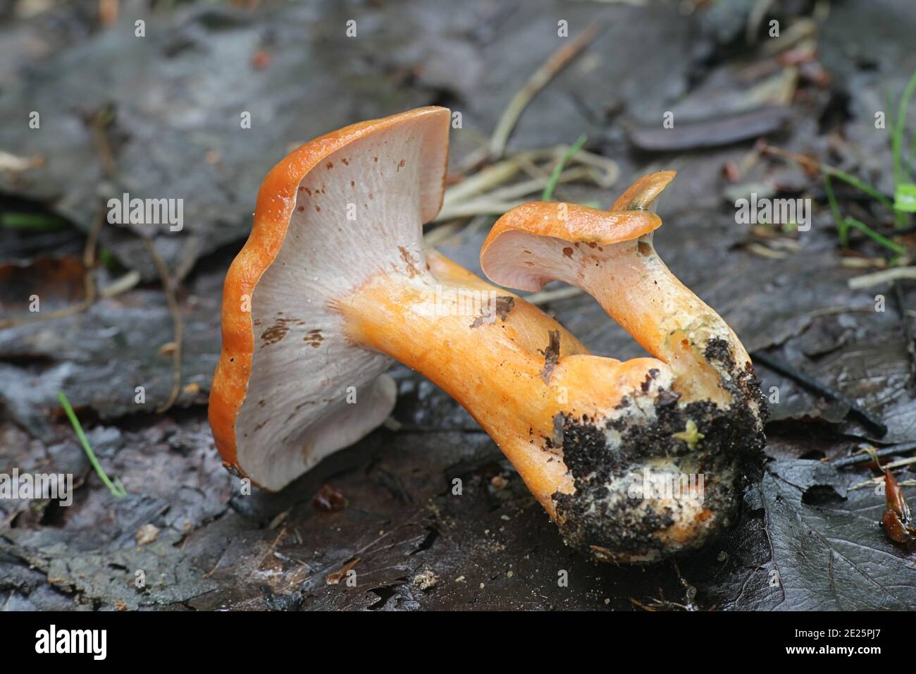 False ochre hi-res stock photography and images - Alamy