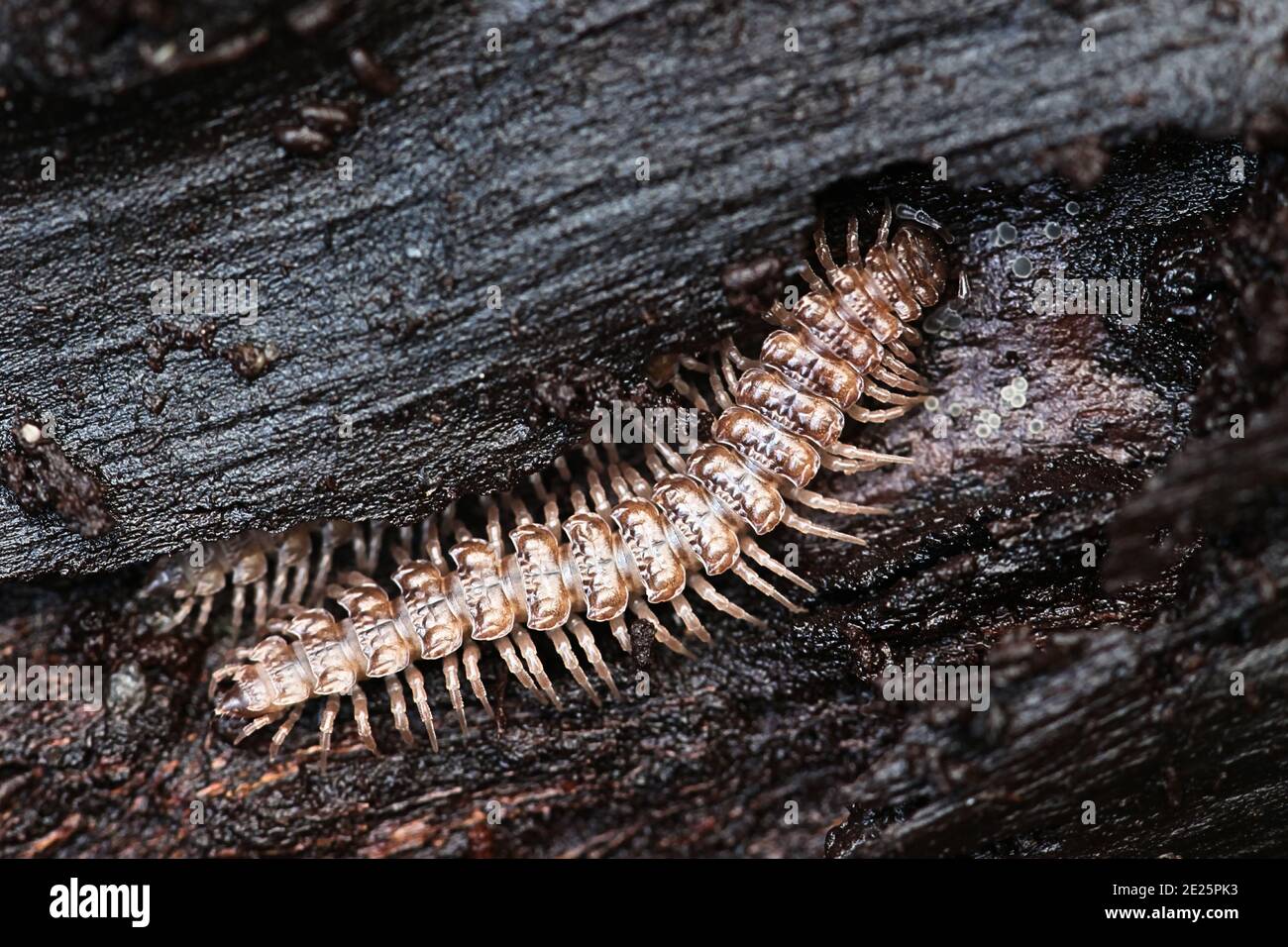 Millipedes diplopoda hi-res stock photography and images - Alamy