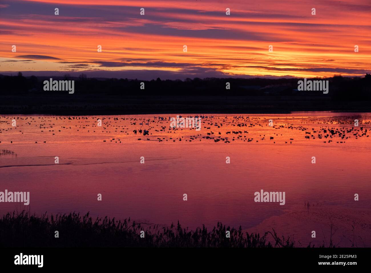 Wetlands hi-res stock photography and images - Alamy