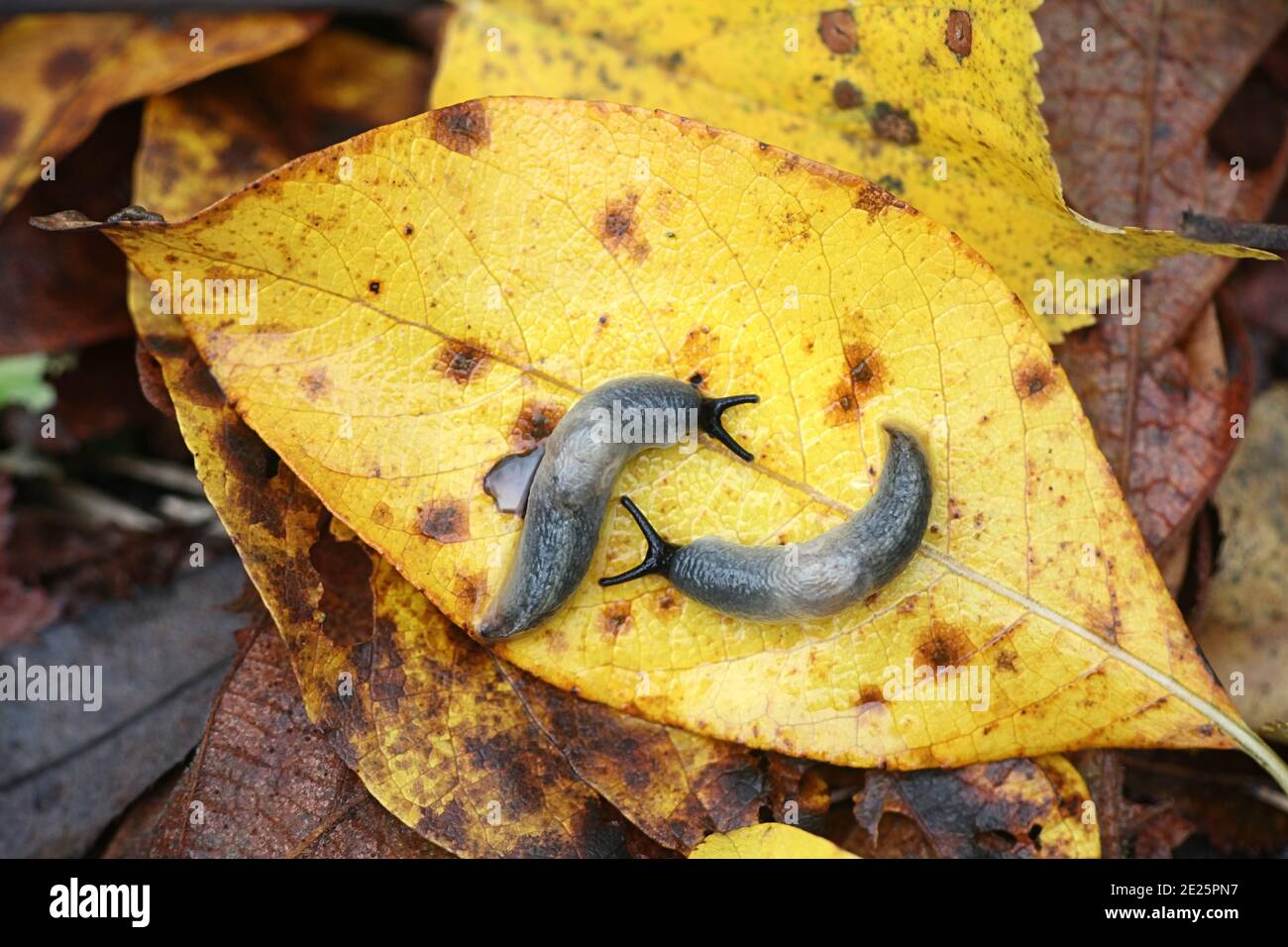 Krynickillus melanocephalus, a highly invasive slug with no common ...