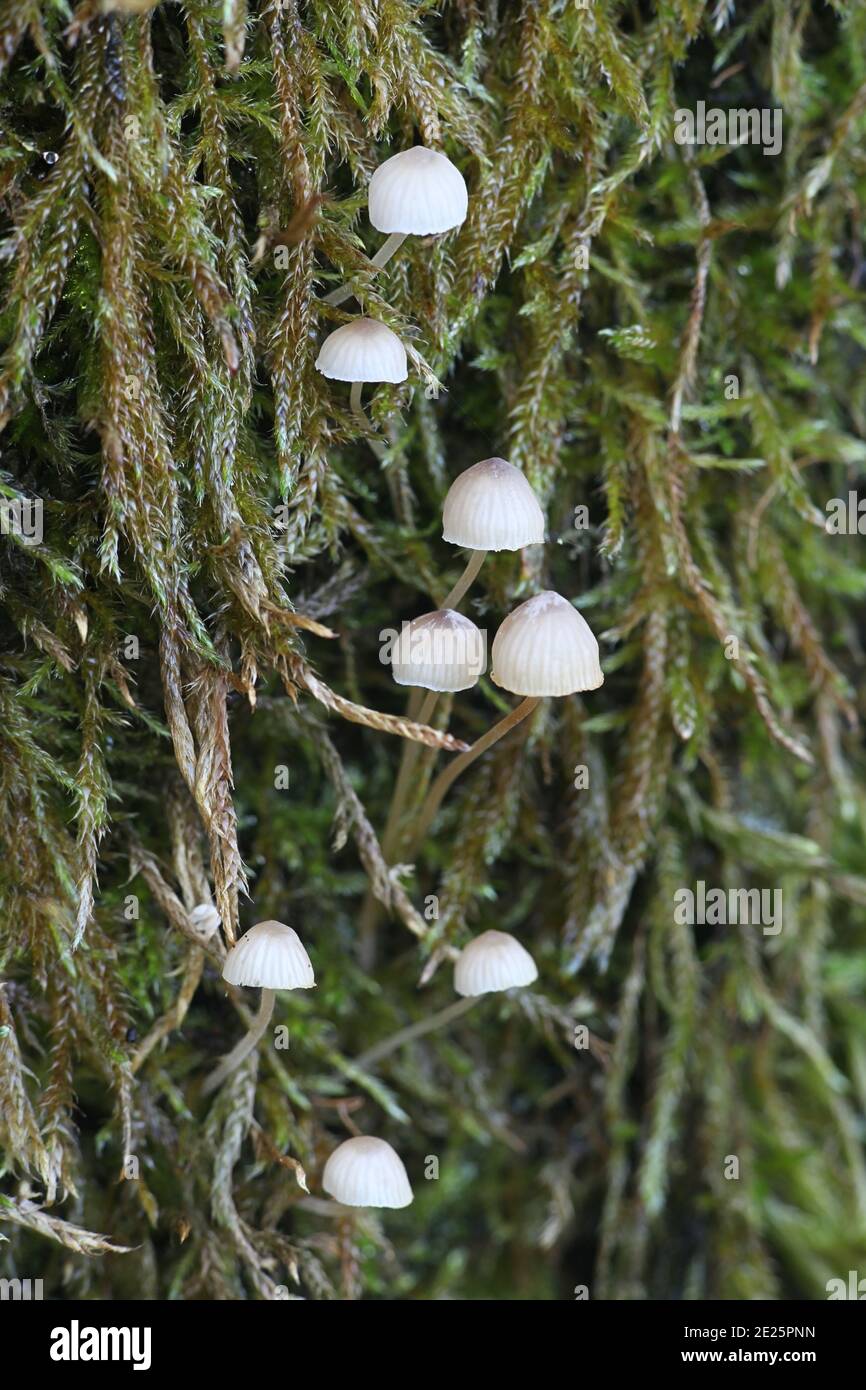 Phloeomana hiemalis, also called Mycena hiemalis, commonly known as ...