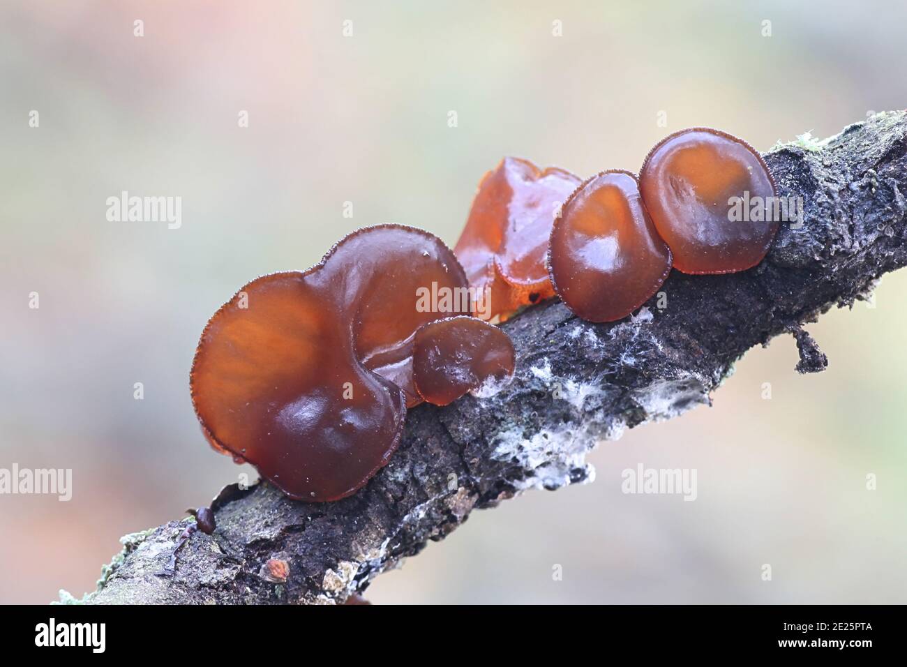 Exidia recisa, known as willow brain or amber jelly roll, wild fungus ...