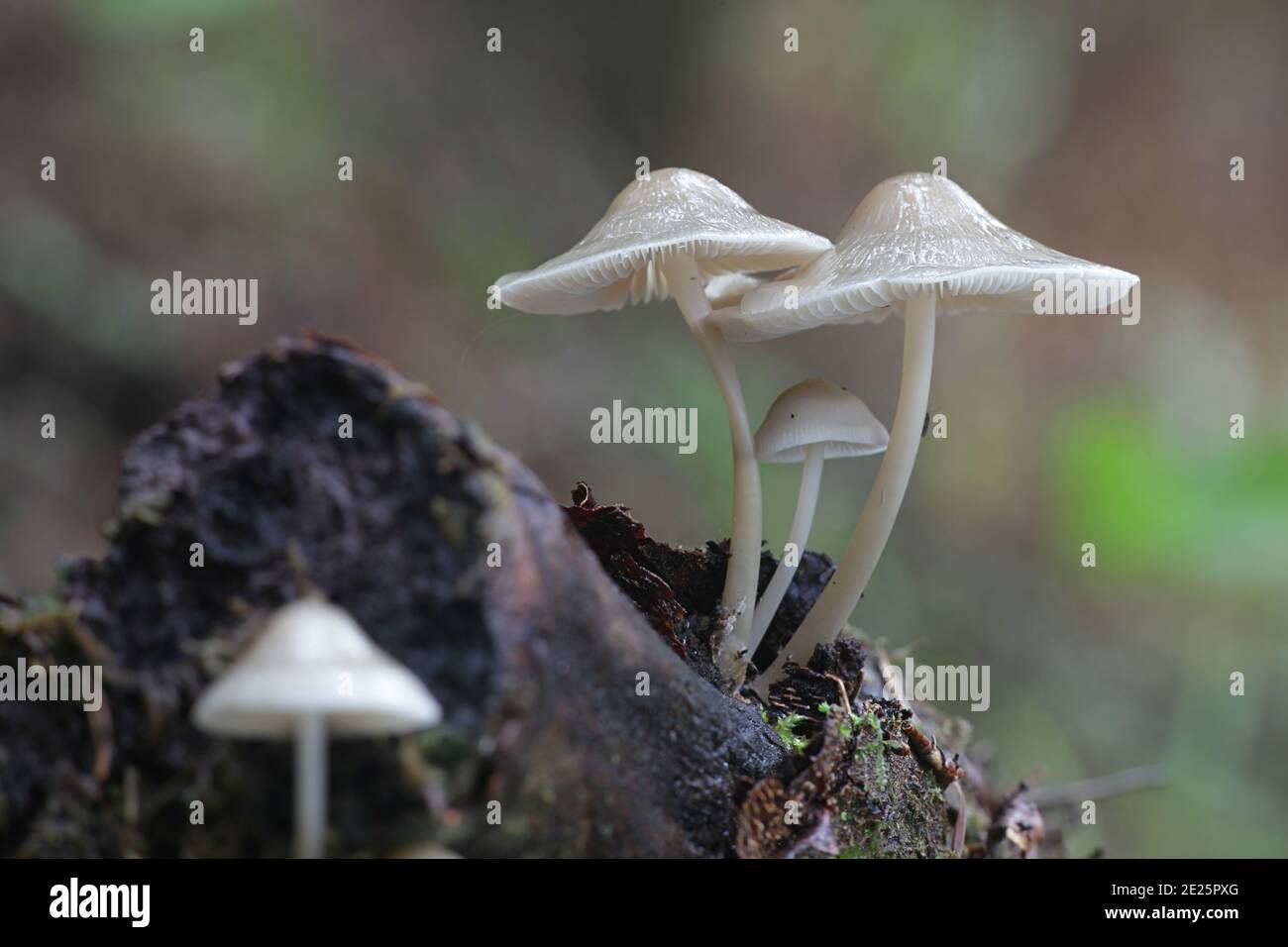 Mycena galericulata, known as the common bonnet or the toque mycena ...