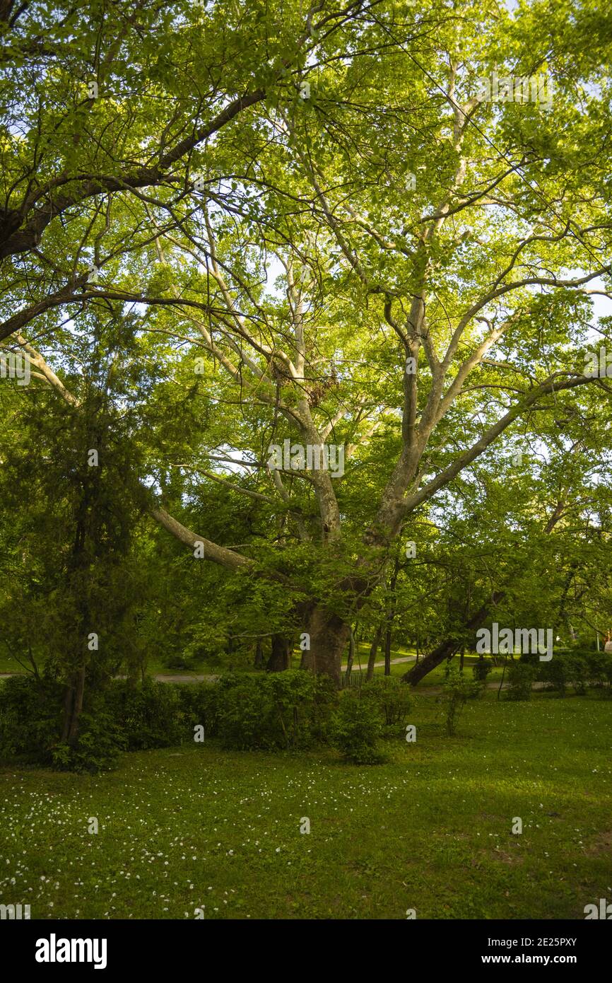 Gorgeous Oak tree in a green park Stock Photo - Alamy