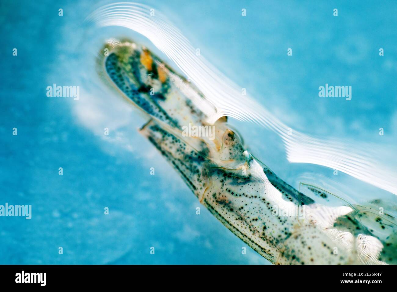Rockpool shrimp (Palaemon elegans) from southern coast of Black Sea ...