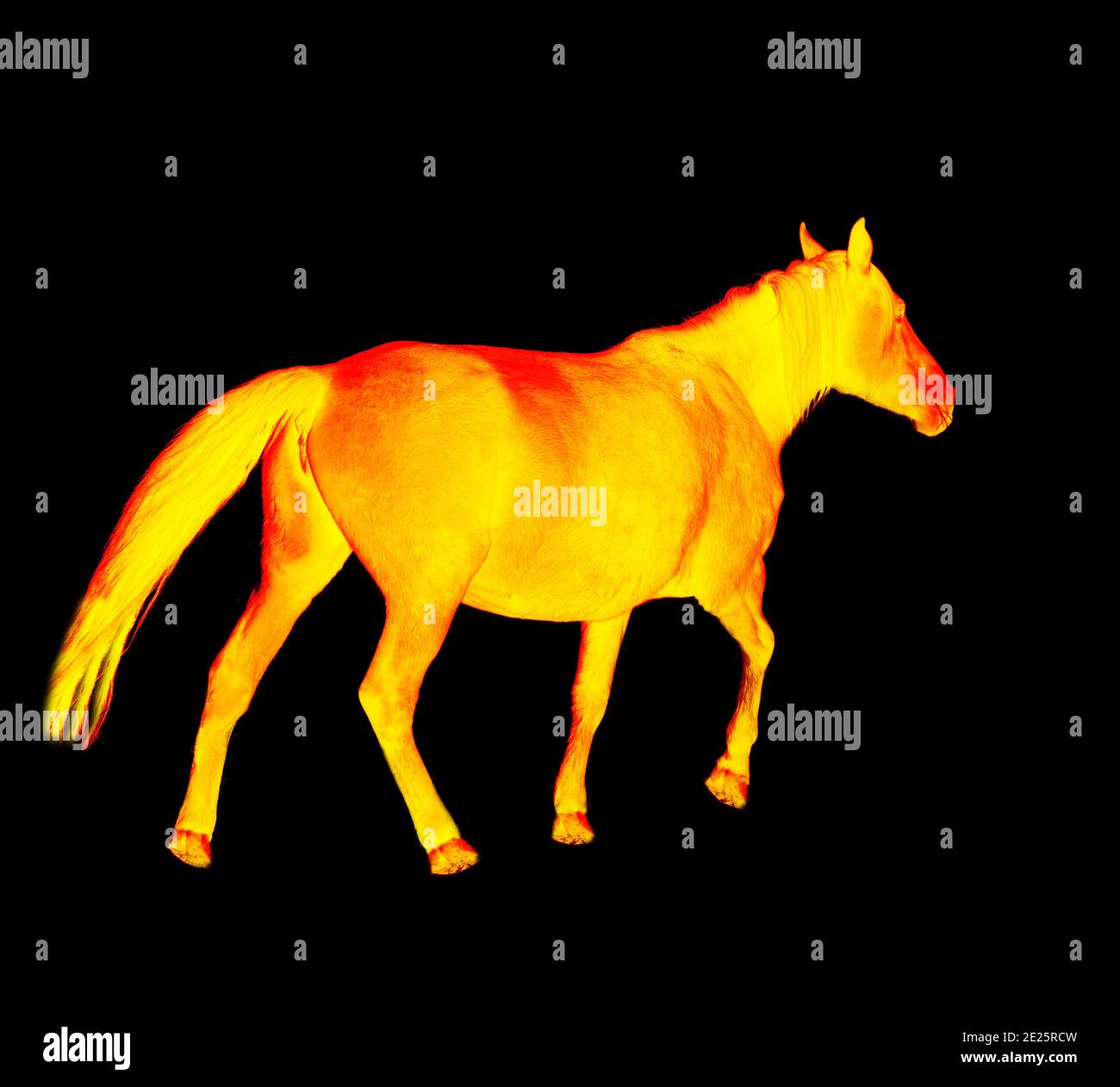horse in scientific high-tech thermal imager on black background ...