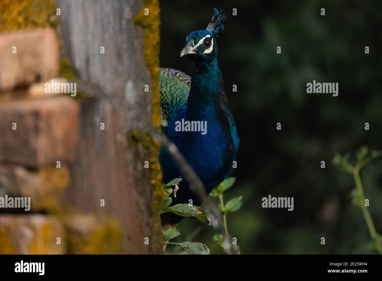 Indian Peafowl (Pavo cristatus) in the natural habitat of forest ...