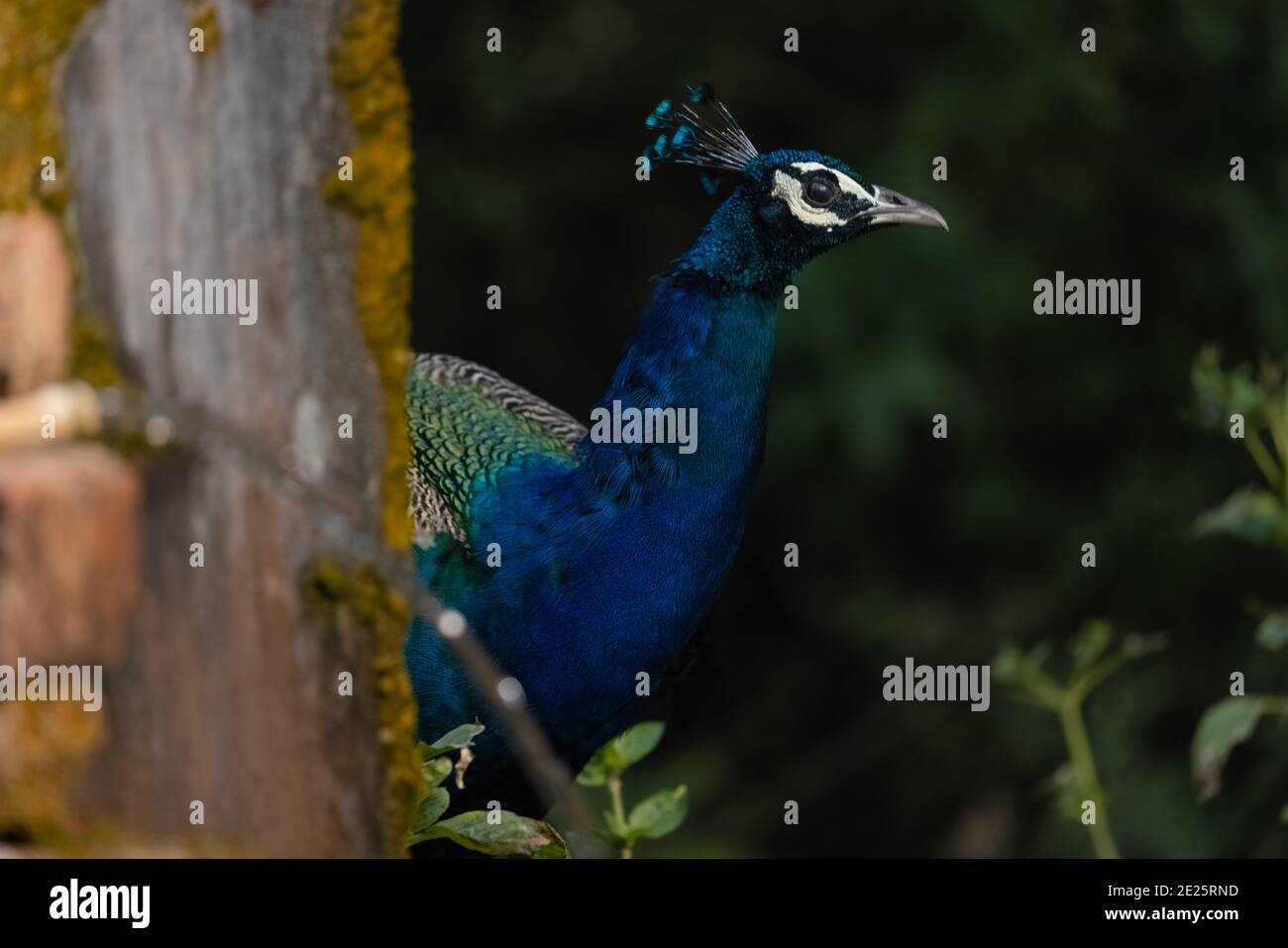 An indian peacock in keoladeo national park hi-res stock photography ...