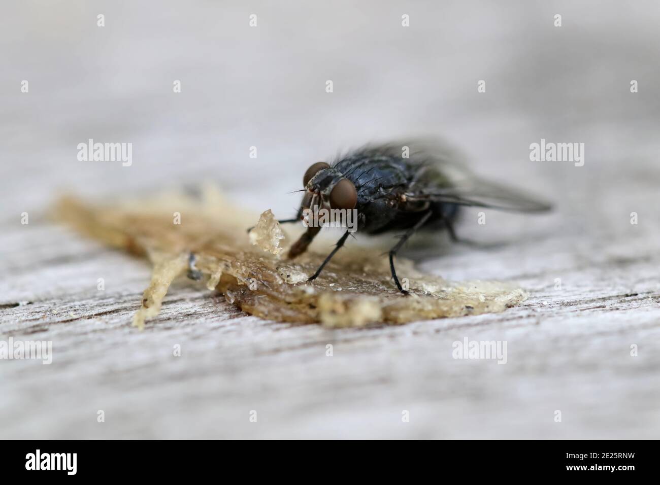 Table insects hi-res stock photography and images - Alamy