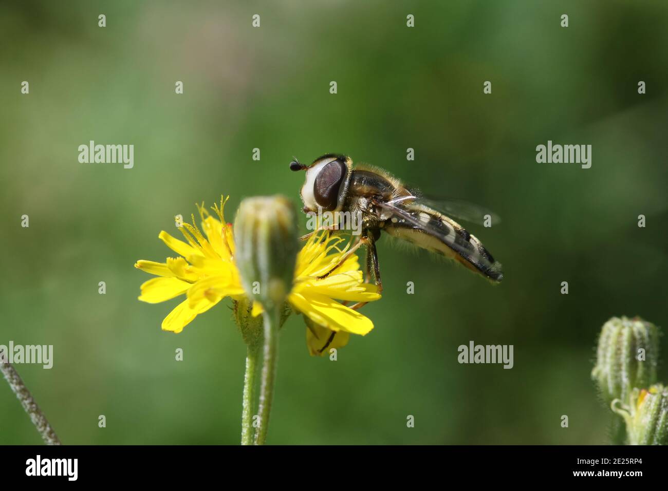 Crane fly close up hi-res stock photography and images - Alamy