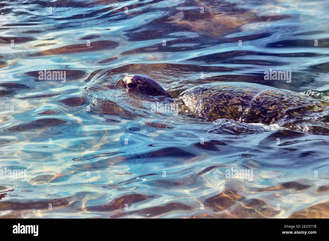 Sea turtle with a large shell in the shallow waters of the Laccadive ...