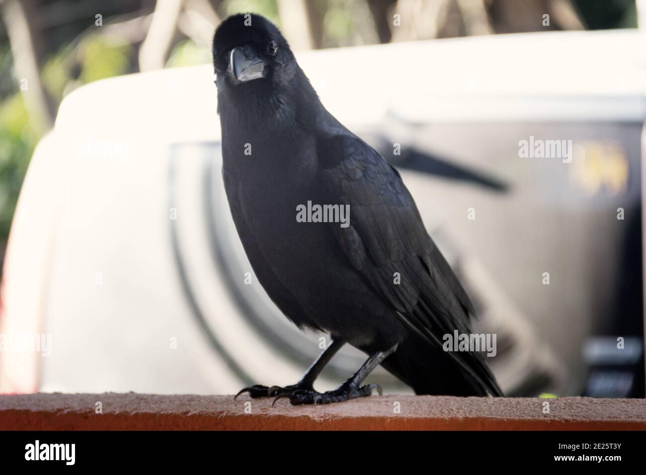 Indian jungle crow (Corvus culminatus). Crow in the city, synanthropic ...