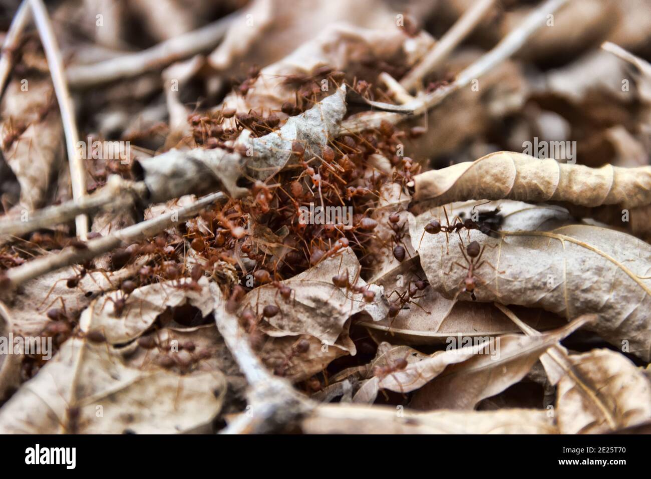 Fire ant - green tree ant (Oecophylla) in winter dry forest construct a ...