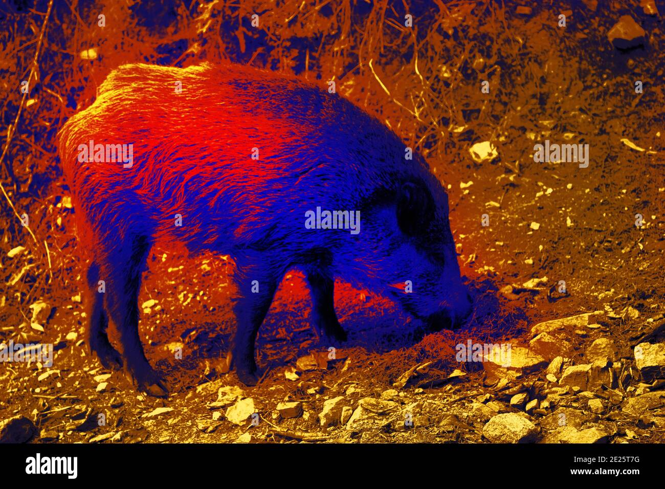 Wild boar in scientific high-tech thermal imager in forest. Animals and ...