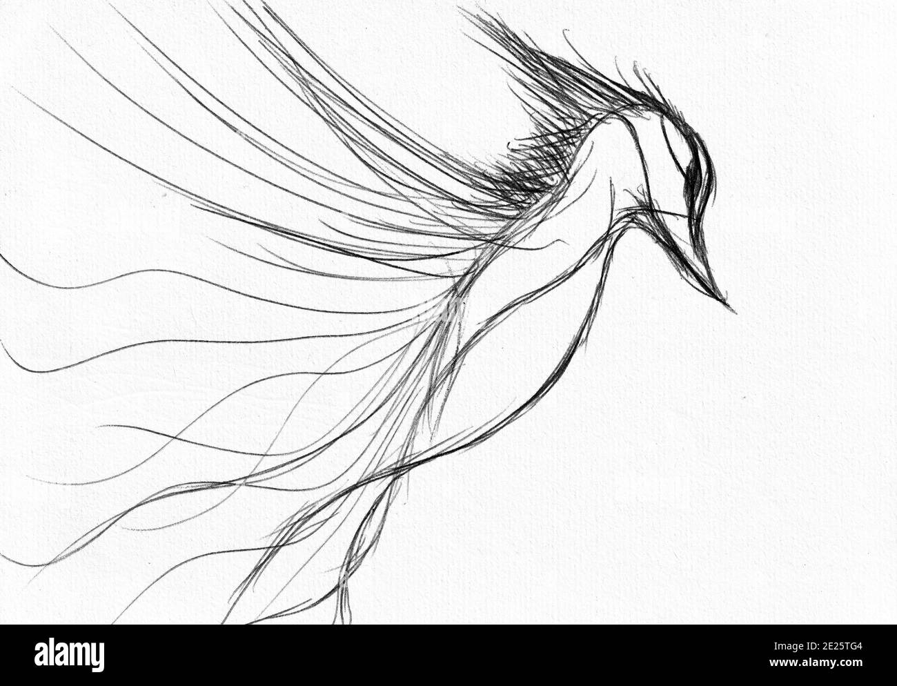 Pen and ink bird drawing hi-res stock photography and images - Alamy