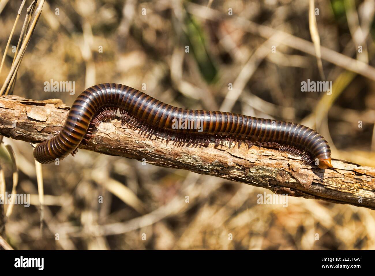 Millipede Millipedes High Resolution Stock Photography and Images - Alamy