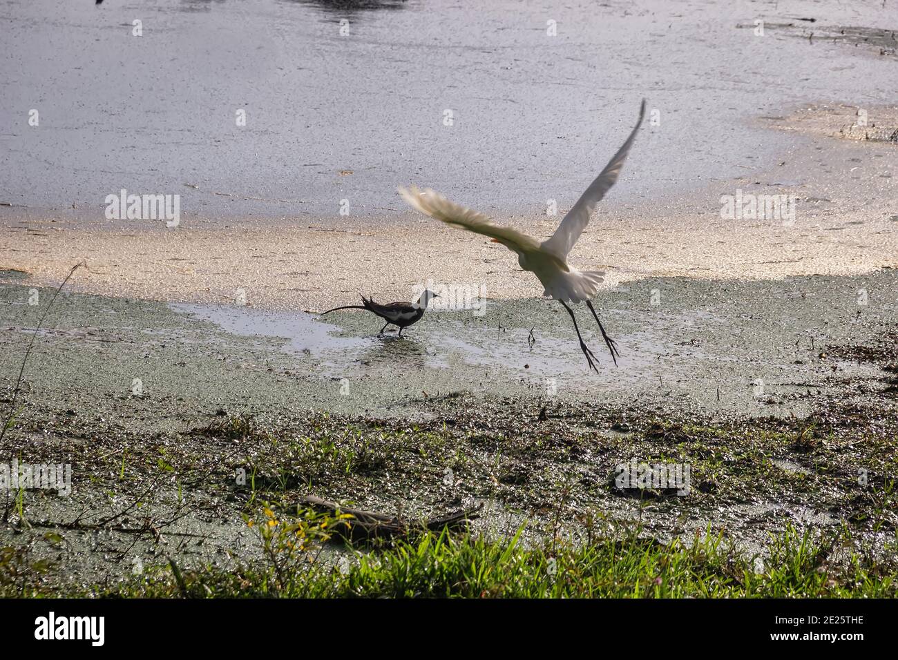 Waterpheasant hi-res stock photography and images - Alamy