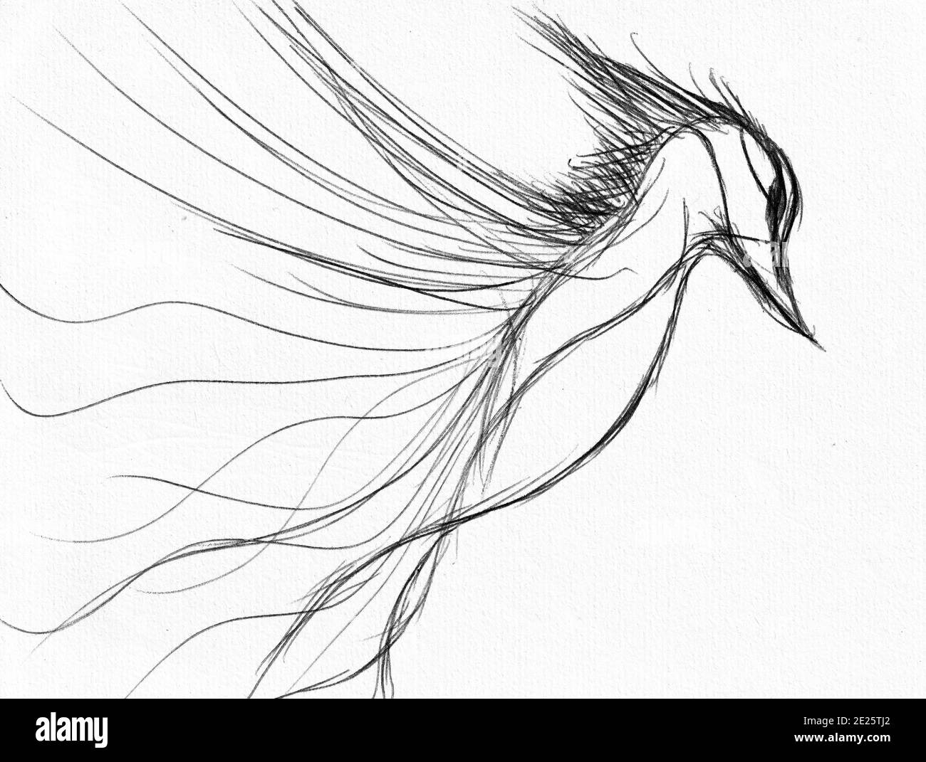 Pen Drawings Of Birds
