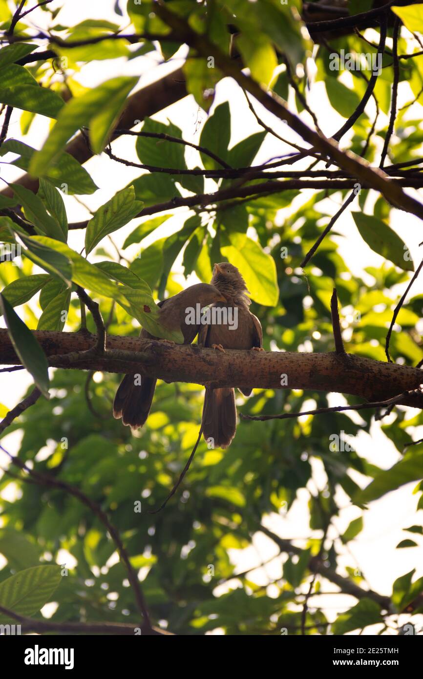 Mating interactions, pair-bonding: mutual cleaning of the plumage (preening). Ceylon Rufous ...