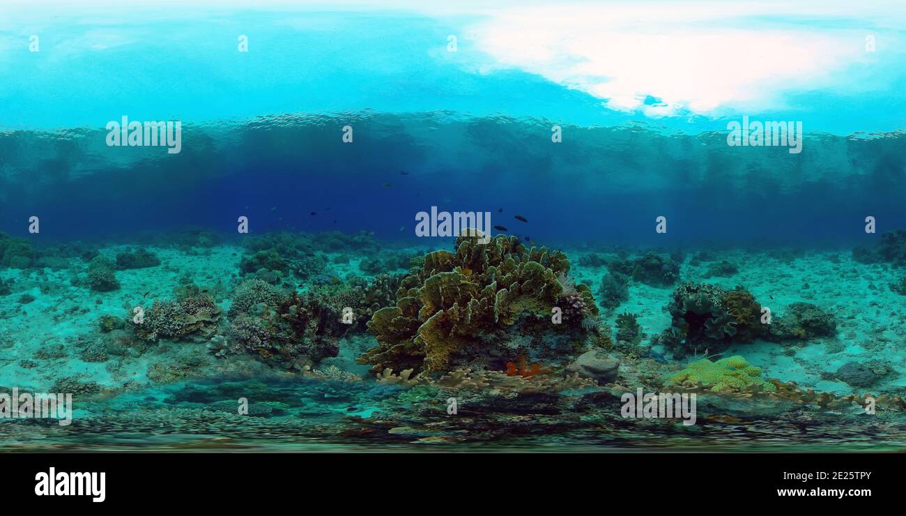 Beautiful underwater landscape with tropical fish and corals ...