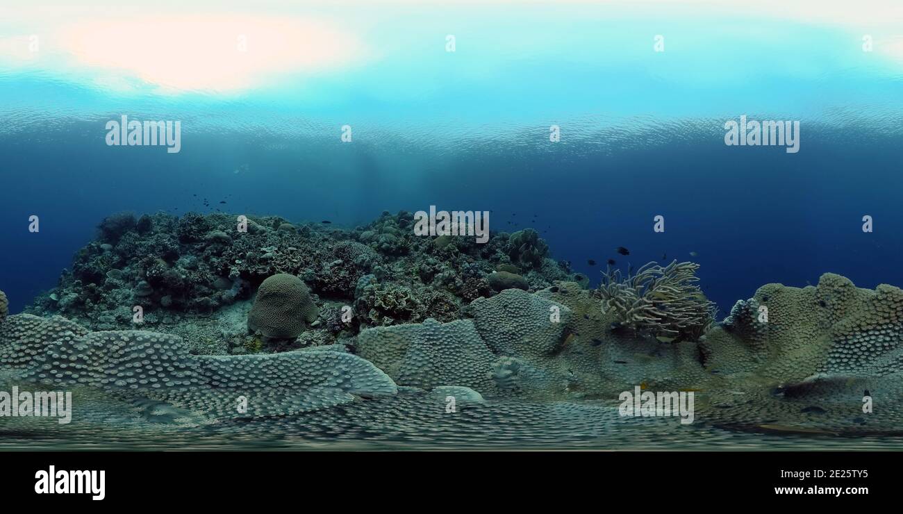 Reef Coral Tropical Garden. Tropical underwater sea fish. Colourful ...