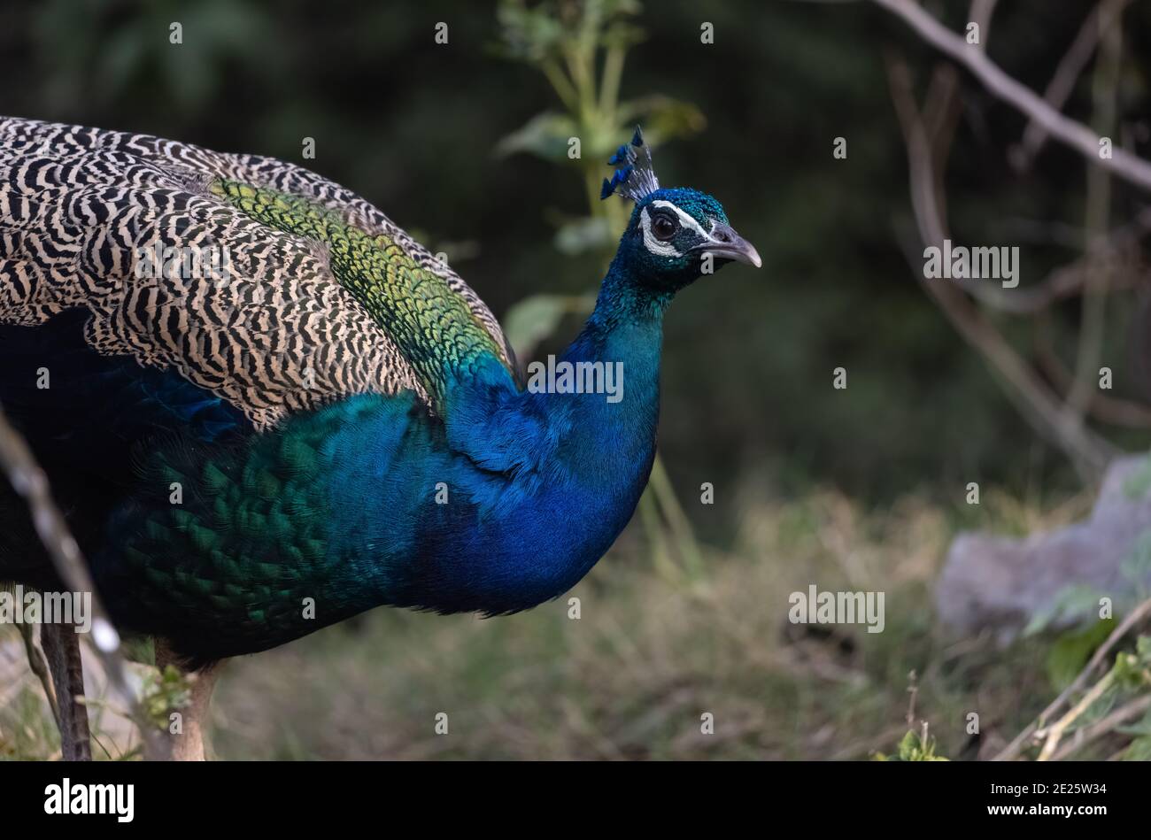 Indian Peafowl (Pavo cristatus) in the natural habitat of forest ...