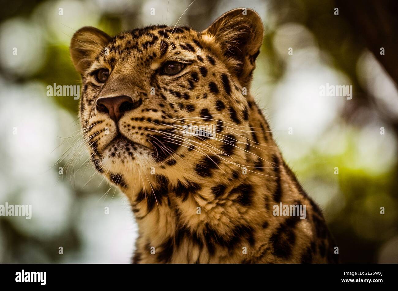 The leopard (Panthera pardus), is a member of the Felidae family and ...
