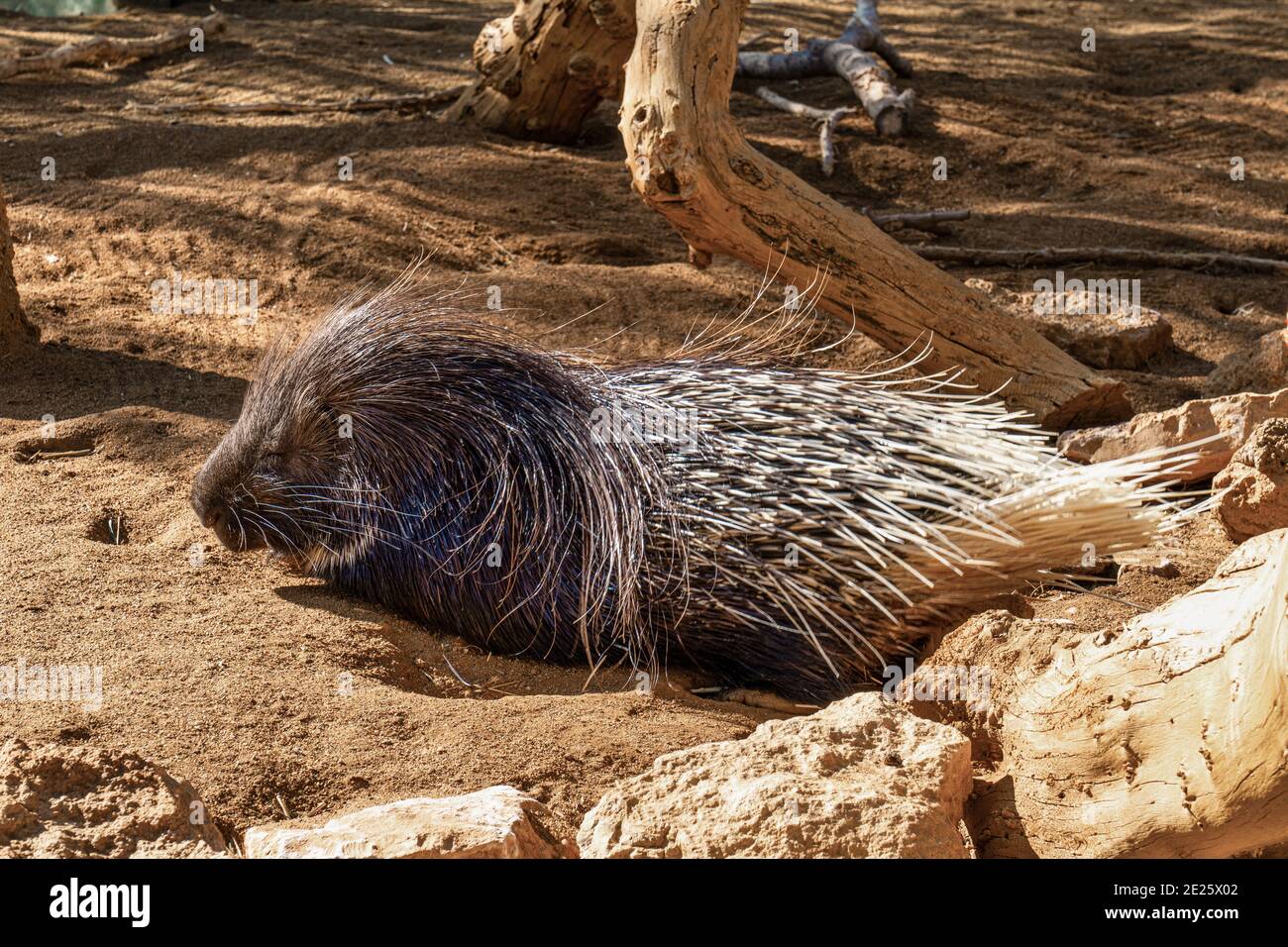 Hystrix indica, Indian crested porcupine in Tabernas desert, Andalusia ...