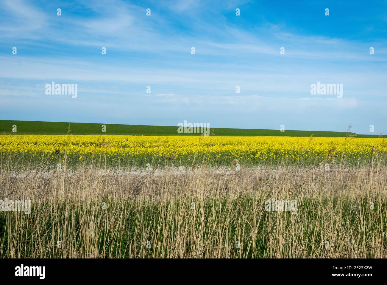 Beautiful yellow raps hi-res stock photography and images - Alamy