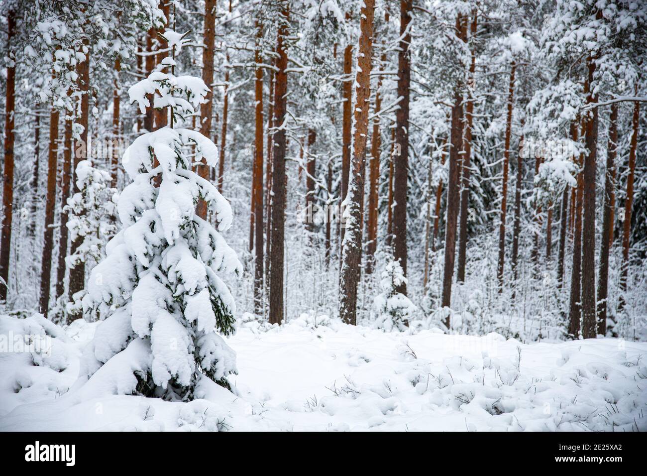 Mesmerizing shot forest high hi-res stock photography and images - Alamy