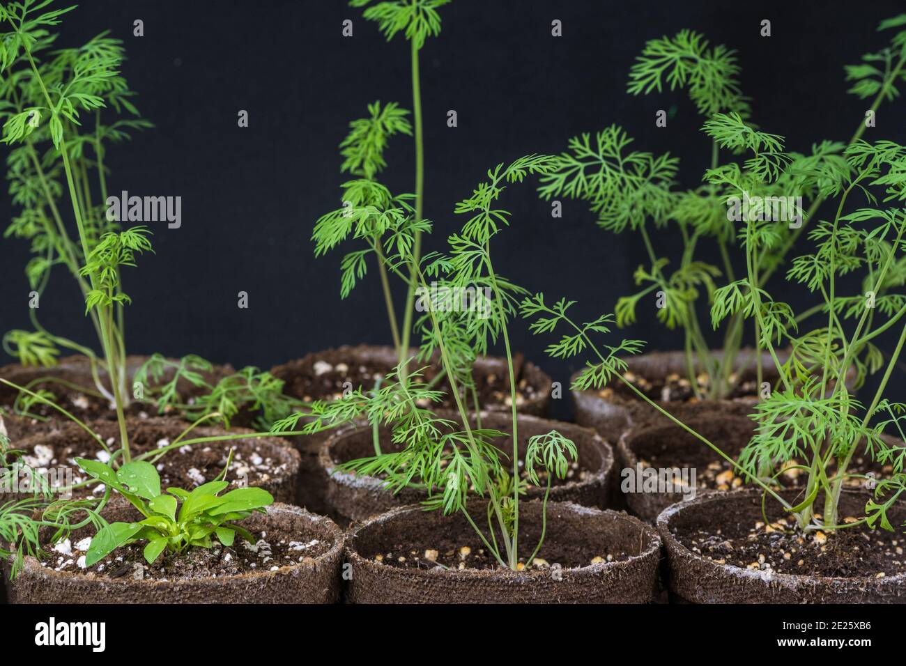 Tarragon plant up close hi-res stock photography and images - Alamy