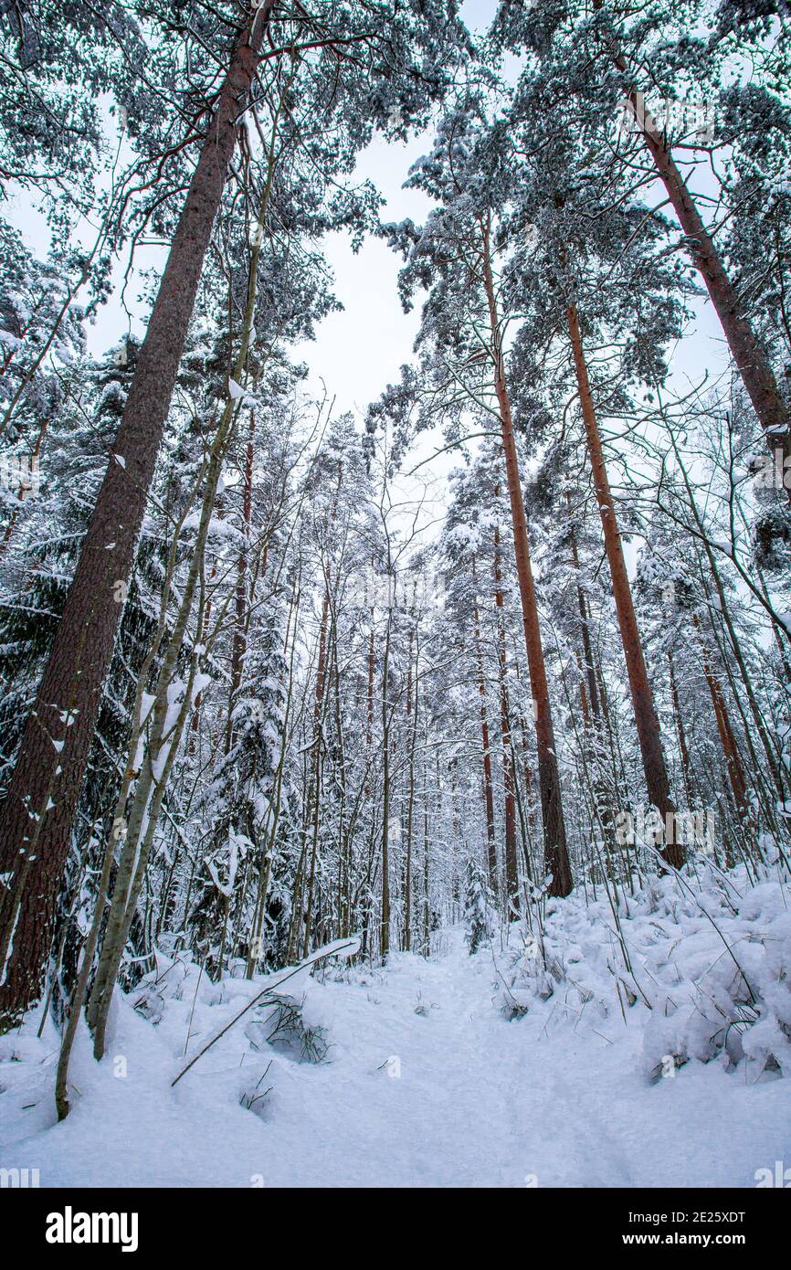 Vertical shot of snow-covered forest with high trees in a daytime under ...