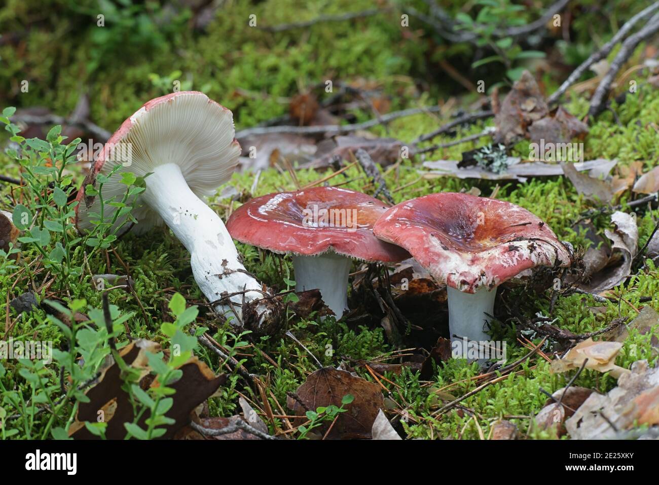 Tall fungi hi-res stock photography and images - Alamy