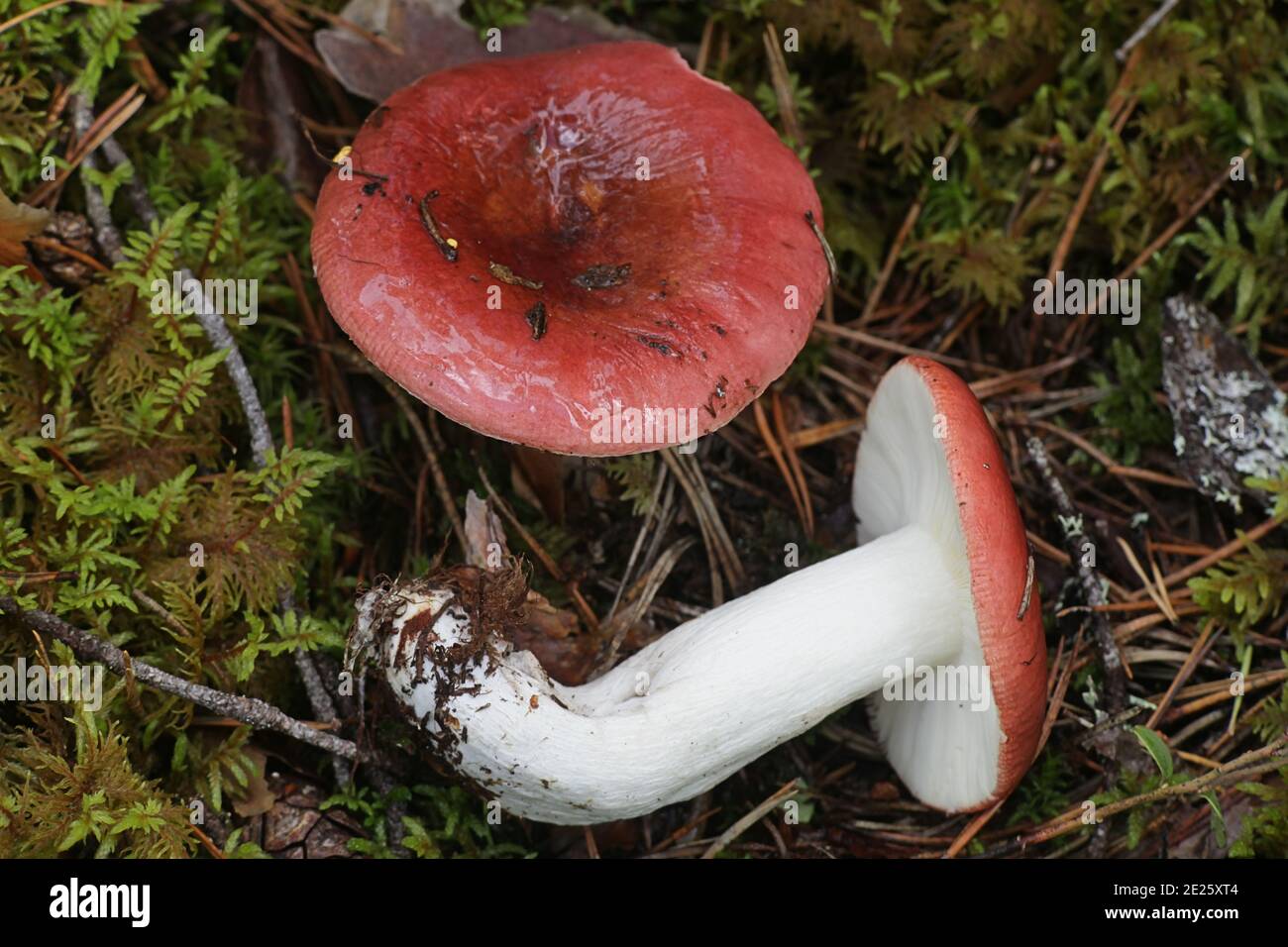 Tall fungi hi-res stock photography and images - Alamy
