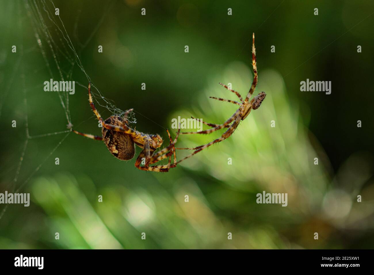 Spiders in mating dance Stock Photo - Alamy