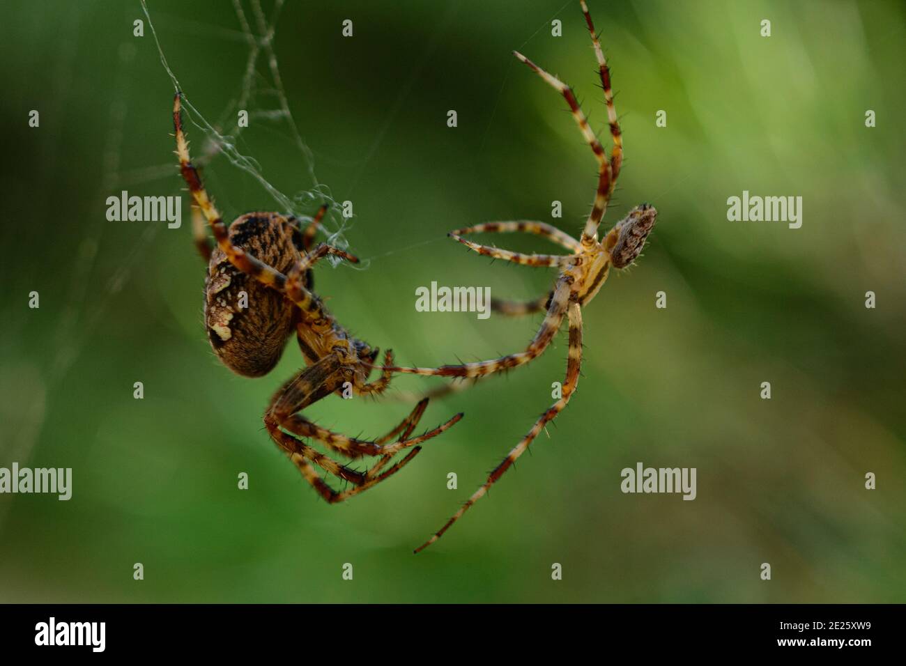 Spider dance hi-res stock photography and images - Alamy