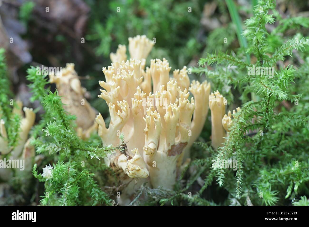 Clavaria hi-res stock photography and images - Alamy