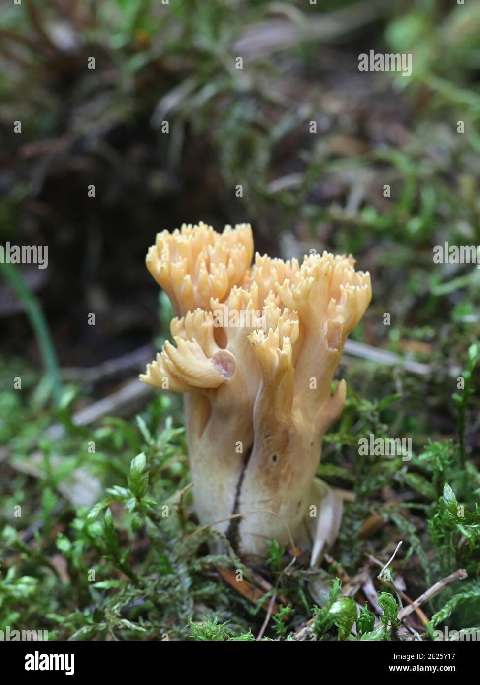 Clavaria hi-res stock photography and images - Alamy